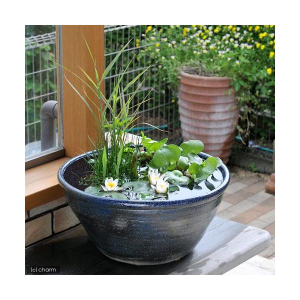 sfset　_aqua　スイレン　睡蓮　栽培　育て方　金魚藻　ビオトープ　水辺植物　水生植物　浮葉植物　ホテイ草特集　水草　浮き草　ホテイソウ　ホテイアオイ　水玉　hotei＆medaka　all_plants　wp_kywrd　jkpcr...