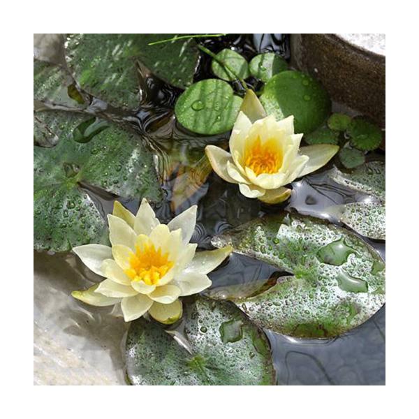sfset　_aqua　スイレン　睡蓮　栽培　育て方　金魚藻　ビオトープ　水辺植物　水生植物　浮葉植物　ホテイ草特集　水草　浮き草　ホテイソウ　ホテイアオイ　水玉　mashiko_kakurega　m-mashiko　hotei＆medak...