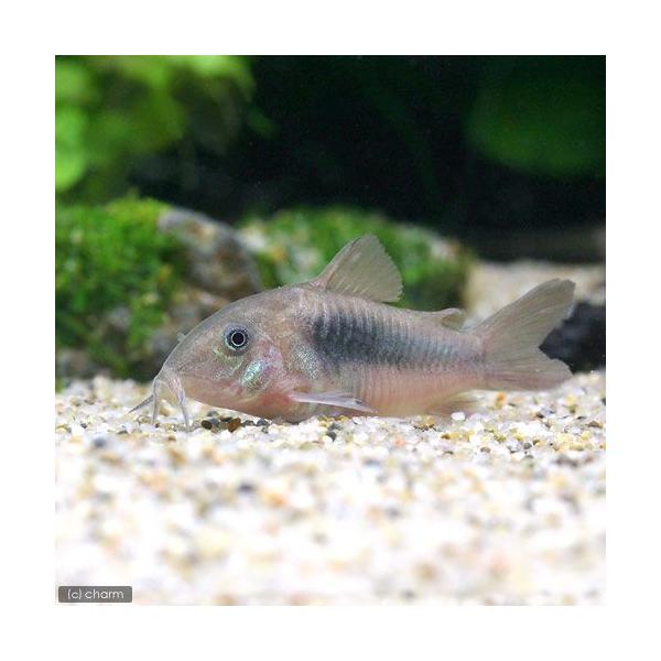 _aqua　熱帯魚・エビ他　コリドラス　ショートノーズ　コリドラスアエネウス　５匹　ビギナーにオススメ　ビギナー小型向け生体　Ｏｓｔｅｏｇａｓｔｅｒ　ａｅｎｅａ　Ｃｏｒｙｄｏｒａｓ　ａｅｎｅｕｓ　赤コリ　エネウス　Co_breed　2011...