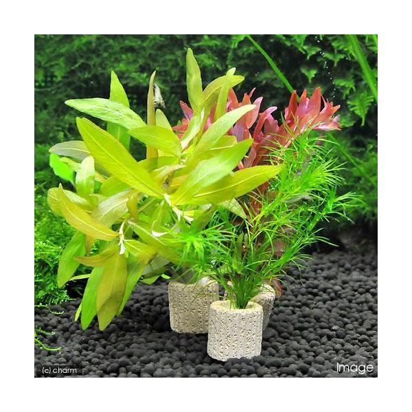 熱帯魚　_aqua　有茎　ラ行　水草　鉢植え水草　life_plant_etc寄せ植え　life_malti_wp　lifemultiseries　point5wplants　seitaieventsm202512