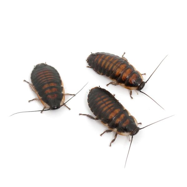 昆虫　Ｔｙｐｏｐｅｌｔｉｓ　ｃｒｕｃｉｆｅｒ　ｓｔｉｍｐｏｎｉｉ　insect_database　▲その他昆虫　ローチ　ゴキブリ　mrs1908_2pd_insect　sps1909_1pd_insect　creepers1022　マダゴキ...