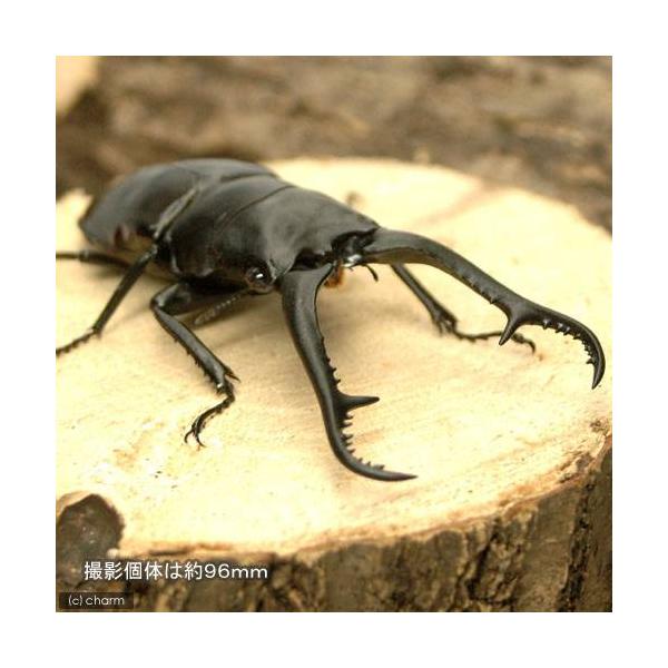 PF_SPQ　nesia_insect　▲クワガタ　外国産ノコギリクワガタ　カブト・クワガタ・用品　カブトムシ・クワガタ　外国産クワガタ（成虫）　ギラファノコギリ　ＹＯ