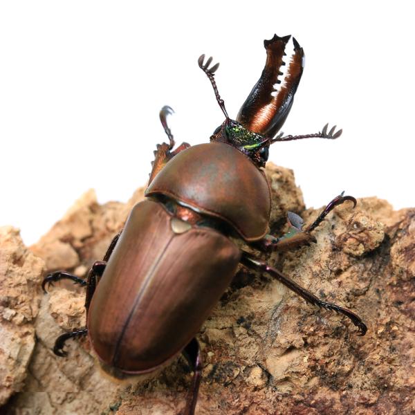 クワガタ　▲クワガタ　色虫　カブト・クワガタ・用品　カブトムシ・クワガタ　外国産クワガタ　成虫　▲クワガタ色虫　hontko12　poole81　fkingp7　insect_database　soy2012_konkuwa　kaijyo　...