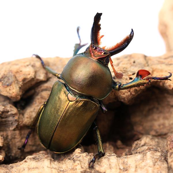 クワガタ　▲クワガタ　色虫　カブト・クワガタ・用品　カブトムシ・クワガタ　外国産クワガタ　成虫　▲クワガタ色虫　hontko12　poole81　fkingp7　insect_database　soy2012_konkuwa　kaijyo　...