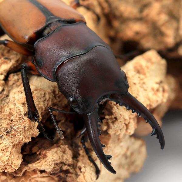 PF_SPQ　nesia_insect　▲クワガタ　外国産ノコギリクワガタ　カブト・クワガタ・用品　カブトムシ・クワガタ　外国産クワガタ(成虫)　insect_database　kaijyo　ＹＯ