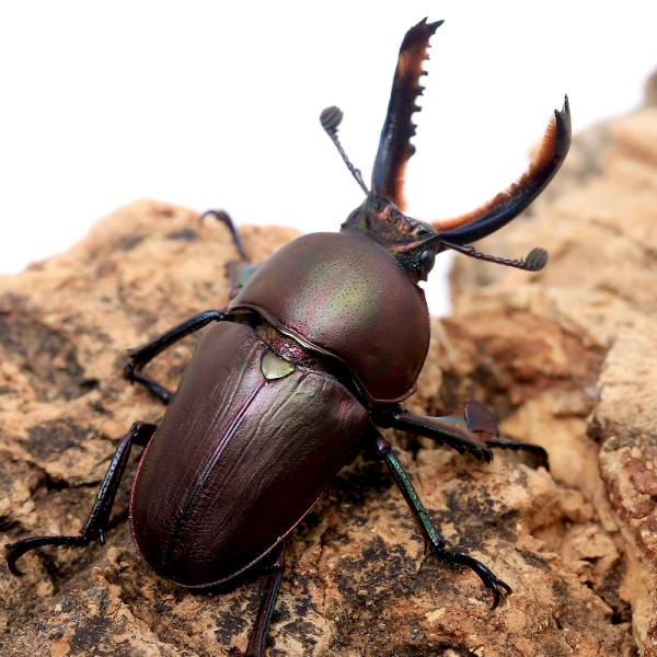 クワガタ　▲クワガタ　色虫　カブト・クワガタ・用品　カブトムシ・クワガタ　外国産クワガタ　成虫　▲クワガタ色虫　hontko12　poole81　fkingp7　insect_database　soy2012_konkuwa　kaijyo　...