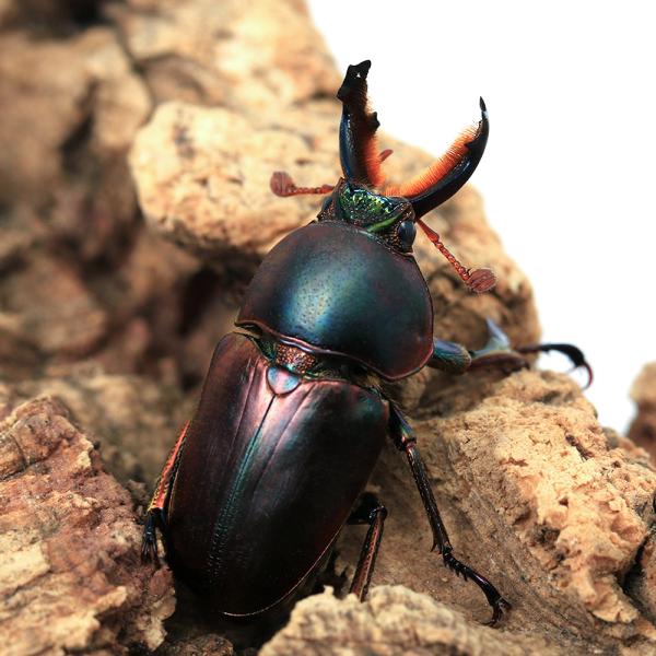 クワガタ　▲クワガタ　色虫　カブト・クワガタ・用品　カブトムシ・クワガタ　外国産クワガタ　成虫　▲クワガタ色虫　hontko12　poole81　fkingp7　insect_database　soy2012_konkuwa　kaijyo　...