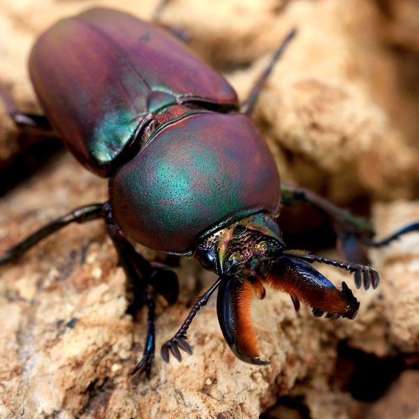 クワガタ　_insect　▲クワガタ　色虫　カブト・クワガタ・用品　カブトムシ・クワガタ　外国産クワガタ　成虫　▲クワガタ色虫　20100608　MK　▲パプアキンイロクワガタ　昆虫　msgos78　B品　kaijyo　Lamprima