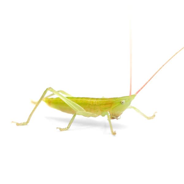 _insect　insect_database　昆虫　生体　成虫　販売　飼い方　飼育　クビキリギス　クビキリギリス　Euconocephalus　varius　thunbergi　首螽斯　血吸いバッタ　鳴き虫　鳴く虫　直翅目　バッタ　202...
