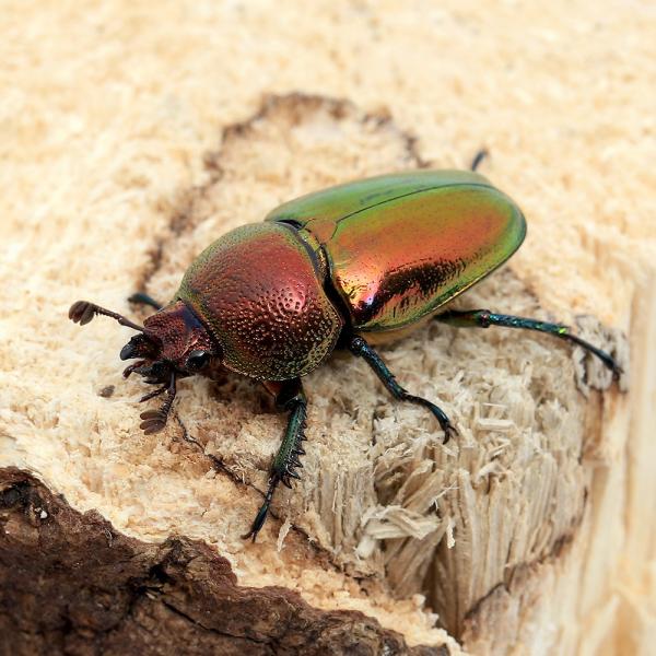PF_SPQ　▲クワガタ　色虫　カブト・クワガタ・用品　カブトムシ・クワガタ　外国産クワガタ　成虫　▲クワガタ色虫　20100608　MK　▲パプアキンイロクワガタ“アルファック産”　insect_database　kaijyo　kjfda...