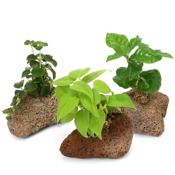 ガーデニング　観葉植物　ハイドロカルチャー　オアシス苗　all_plants　oasisnae　両爬向き植物　水耕栽培シリーズ　育て方　育成方法　栽培方法　creategardening　ミニ観葉　オアシス苗　品種おまかせ　溶岩石　プレゼン...