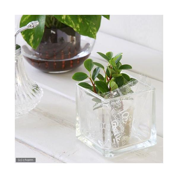 paludariumplants　_kame　_hachu　_gardening　観葉植物　園芸　ガーデニング　ビバリウム　アクアテラリウム　パルダリウム　両爬向き植物　つる性　匍匐性　コショウ科　サダソウ属　Peperomia　glabe...