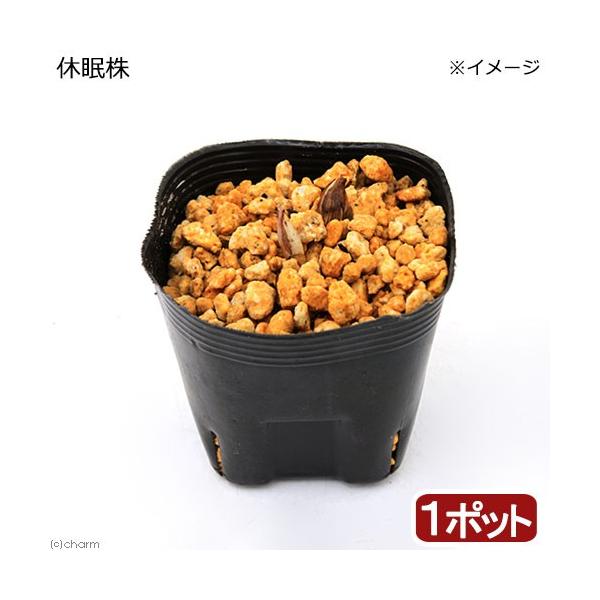 _gardening　ガーデニング　山野草　テラリウム　福寿草　フクジュソウ　Ａｄｏｎｉｓ　ｒａｍｏｓａ　ガンジツソウ　お正月　元日草　ツイタチソウ　朔日草　キンポウゲ　NT　20140205　植物　植物生体　ガーデニング生体　育て方　育成...