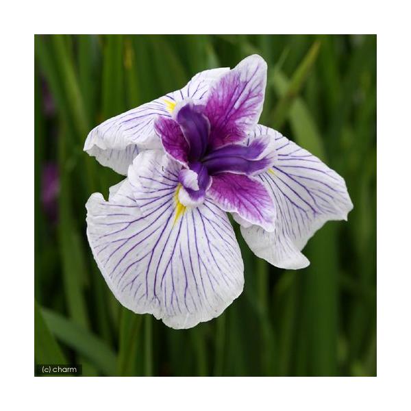 _aqua　_gardening　金魚・メダカ　ビオトープ　水辺植物　水生植物　ayame　ガーデニング　その他水辺植物　花菖蒲　江戸系　白　紫　三英花　all_plants　花菖蒲0225　20110225　20130324　植物　植物生...