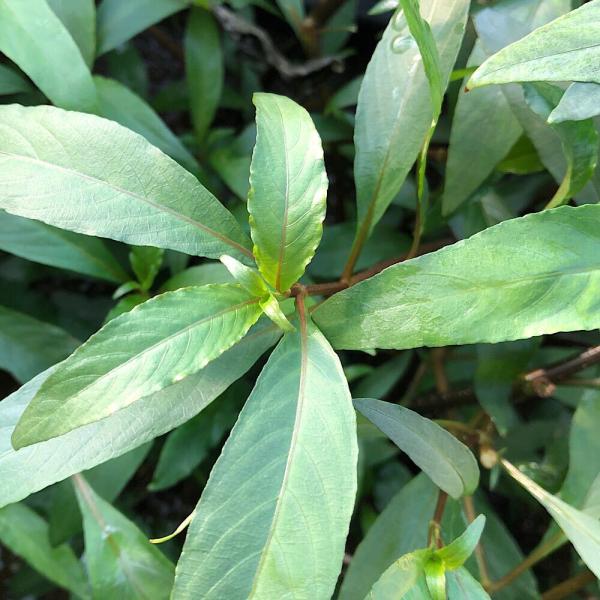 PF_SPQ　熱帯魚　_wp　_aqua　水草　all_plants　20110304　gt　wyjnd415水草　wptop4_180912　Hygrophila　corimbosa　var.　Glabra　キツネノマゴ科Acanthac...