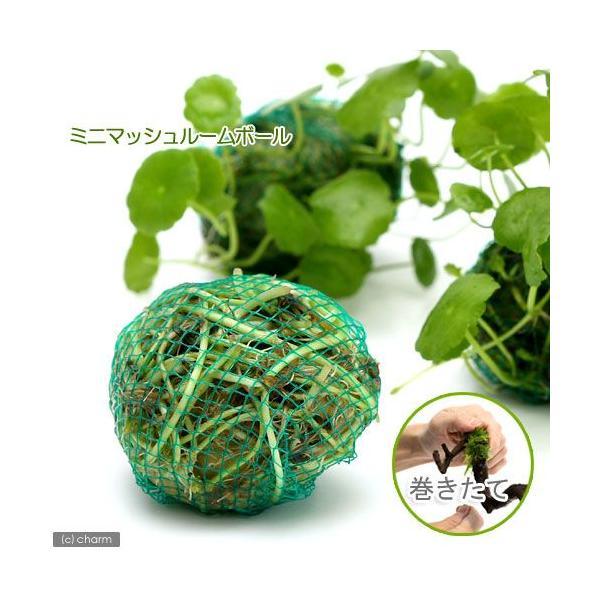 熱帯魚　_aqua　ボール各種　水草　all_plants　水上葉_前景草　wp_kywrd　お勧め前景草　20110520　ｇｔ　ウォーターマッシュルーム　seitaieventeb202510