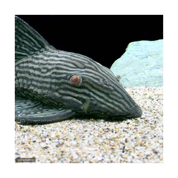 PF_SPQ　熱帯魚・エビ他　プレコ　種類で選ぶ　ロイヤル・パナクエ系　ロイヤルプレコ　　１匹　fish_database　パナクエ系　特集　Ｌ１９０　Ｐａｎａｑｕｅ　ｎｉｇｒｉｌｉｎｅａｔｕｓ　20110614　MS　otcnplc_07...