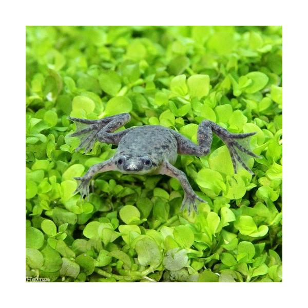 カエル　生体　亀・爬虫類　航空便不可　ヒメツメガエル　１０匹　Leptocactylidae　両生　amp_Frog　terra_seitai　両爬　ＭＫ　kokuubinn_ng　kerrr24s　jusyou0203亀爬虫類　erepu...
