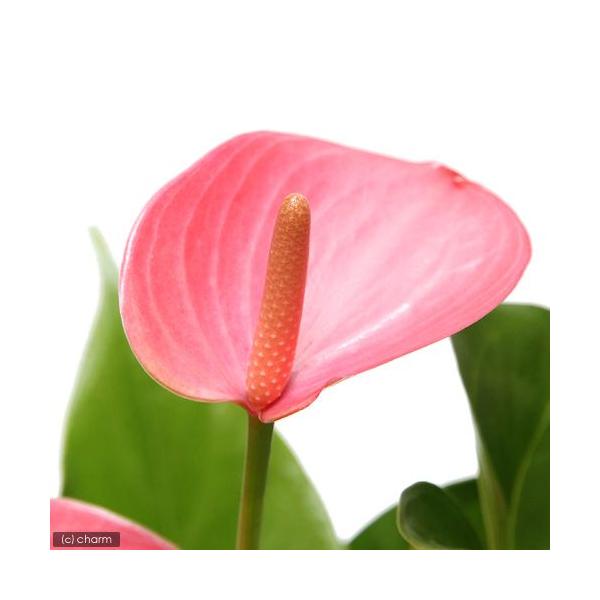 観葉　邑楽店　観葉植物　園芸　ガーデニング　ビバリウム　アクアテラリウム　パルダリウム　サトイモ　アンスリウム　アンスリューム　Anthurium　andreanum　鉢花　花　苗　アンスリウムシリーズ　20110325　ＨＴ　201307...