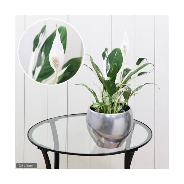 paludariumplants　_gardening　_hachu　_kame　観葉植物　園芸　ガーデニング　ビバリウム　アクアテラリウム　パルダリウム　サトイモ　仏炎苞　Spathiphyllum　Variegata　スパティフィラム　...