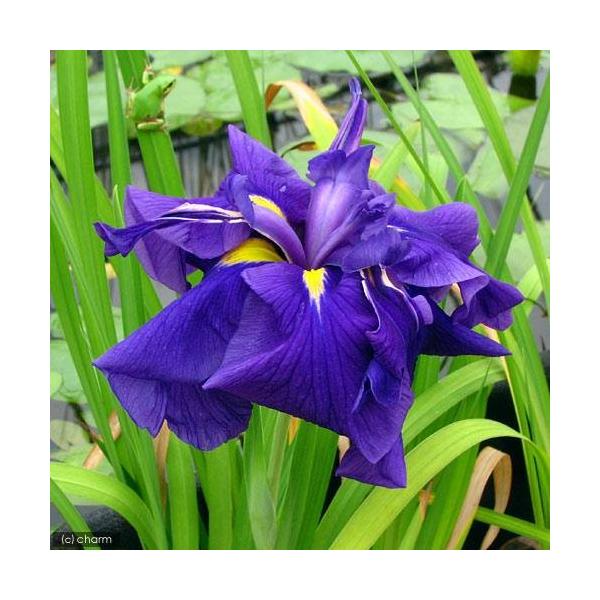 _aqua　ビオトープ　水辺植物　水生植物　ayame　ガーデニング　その他水辺植物　花菖蒲　肥後系　紫　六英花　gw_ガーデニング　syobun0603　all_plants　20110406　水辺0406　_gardening　植物　植...