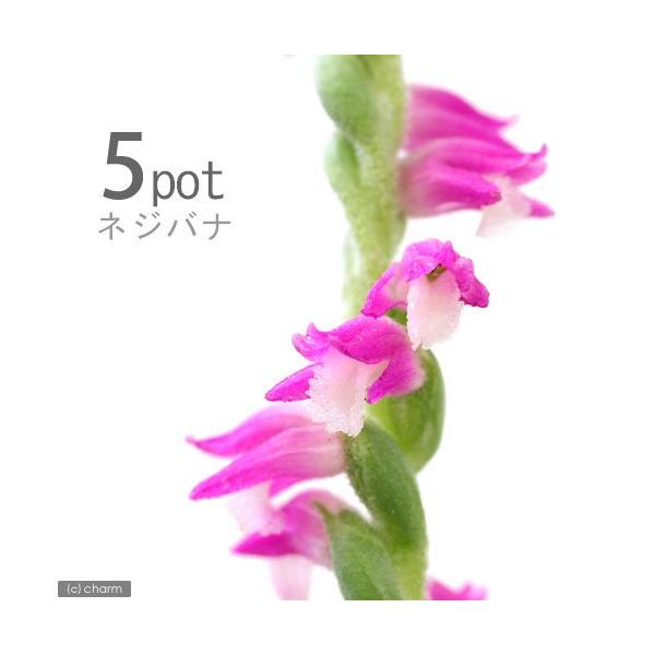 ガーデニング　山野草　ねじばな　ネジバナ　ねじ花　ネジレバナ　20140619　ＨＴ　gar0620_sanya　gar_sanya1502　植物　植物生体　ガーデニング生体　育て方　育成方法　栽培方法　ＹＭＹＭ　topsnya_19060...