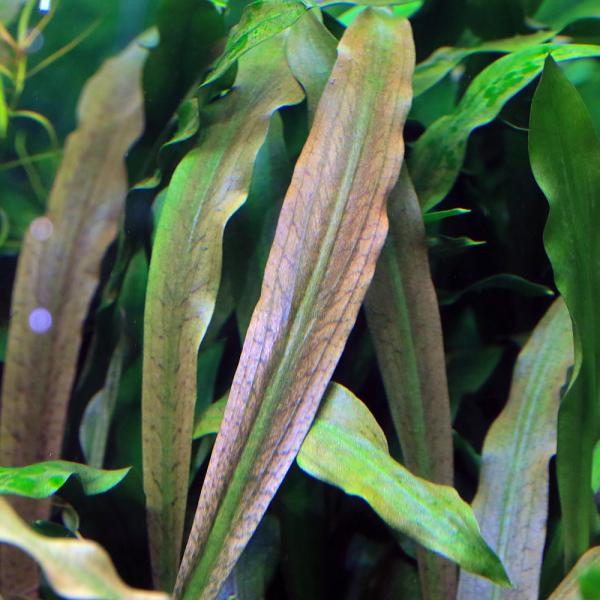 PF_SPQ　水草　rarecry　クリプトとその近縁　ワイルド便　陰性水草　低光量　サトイモ科　Araceae　クリプトコリネ属　albida　Cryptocoryne　クリプト　YT　20240113　kaijyo