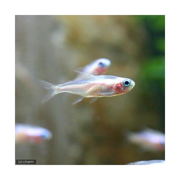 PF_SPQ　_aqua　熱帯魚・エビ他　カラシン（テトラ等）　南米産（小型種）　カージナル・ネオン系　ホワイト・ネオン　４匹　fish_database　ビギナーにオススメ　Ｐａｒａｃｈｅｉｒｏｄｏｎ　ｉｎｎｅｓｉ　ｖａｒ．　201011...