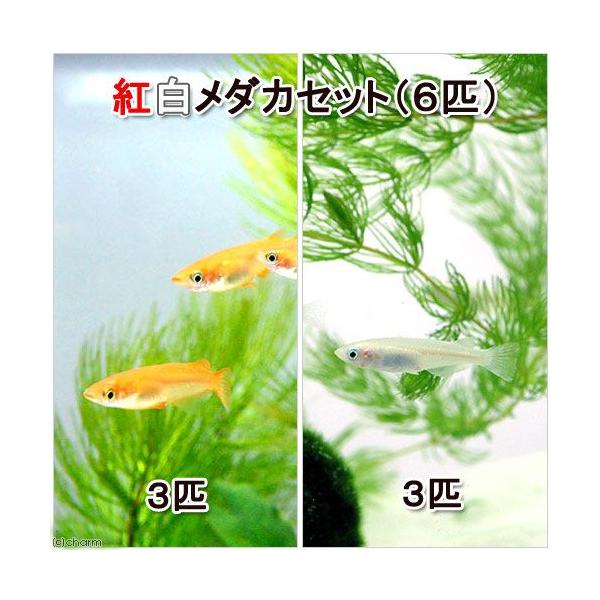 _aqua　Ｏｒｙｚｉａｓ　ｌａｔｉｐｅｓ　ｖａｒ．　ビオトープにおすすめの生体　biotope　熱帯魚　エビ他　日本産メダカ　楊貴妃メダカ　白メダカ　紅白　20130511　start_biotope　自由研究金魚　kin_med1402...