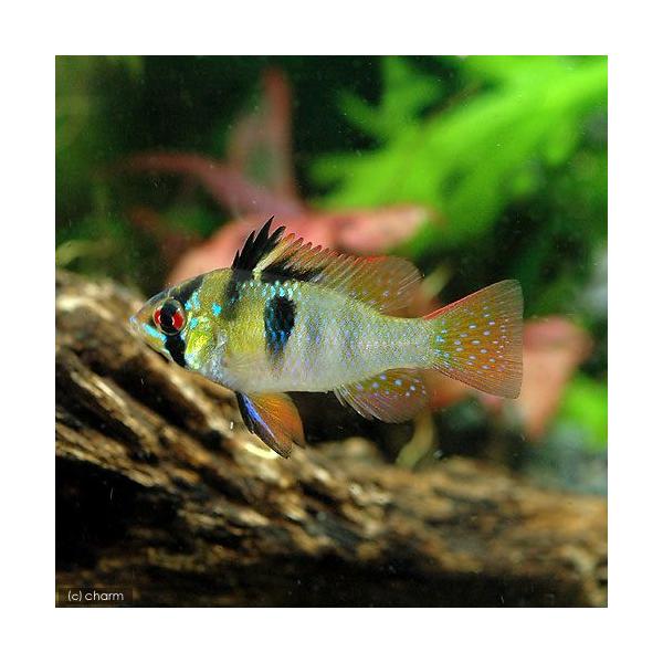PF_SPQ　熱帯魚・エビ他　シクリッド　アピスト・ラミレジィ・他　ジャーマン・ラミレジィ　１ペア　fish_database　ビギナーにオススメ　スポット　ドイツラム　ドイツアピスト　20110127　cichlid_beta　kaijy...
