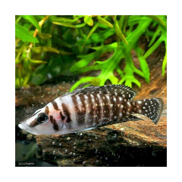 PF_SPQ　熱帯魚・エビ他　シクリッド　種類で選ぶ　アフリカンシクリッド　アルトランプロローグス・カルバス　ブラック　１匹　fish_database　アフリカ産　カルヴス　Ａｌｔｏｌａｍｐｒｏｌｏｇｕｓ　ｃａｌｖｕｓ　ＹＩ　201102...