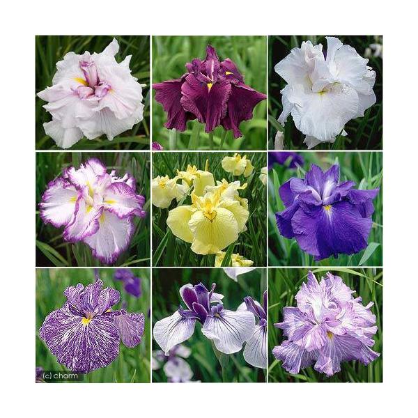 ビオトープ　水辺植物　水生植物　ayame　ガーデニング　その他水辺植物　ハナショウブ　花菖蒲　肥後系　伊勢系　江戸系　米国系　原種系　all_plants　育て方　育成方法　栽培方法　菖蒲の花　大輪　極大輪　八重咲　八重咲き　砂子　脈　三...