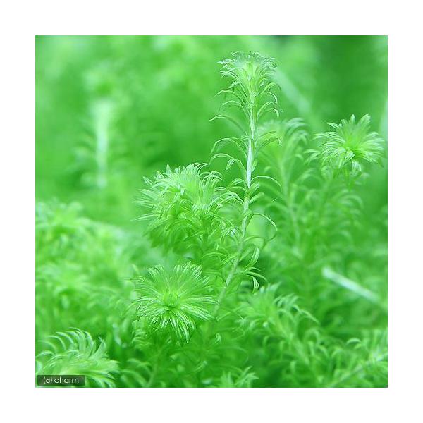 PF_SPQ　熱帯魚　_aqua　水草　中景草　繊細な　all_plants　wp_kywrd　20101205　YS　13_pndldowwp　_pntnawplmFgvJ71　y59GhZ4_wpp　wptop2_190821　p5mi...