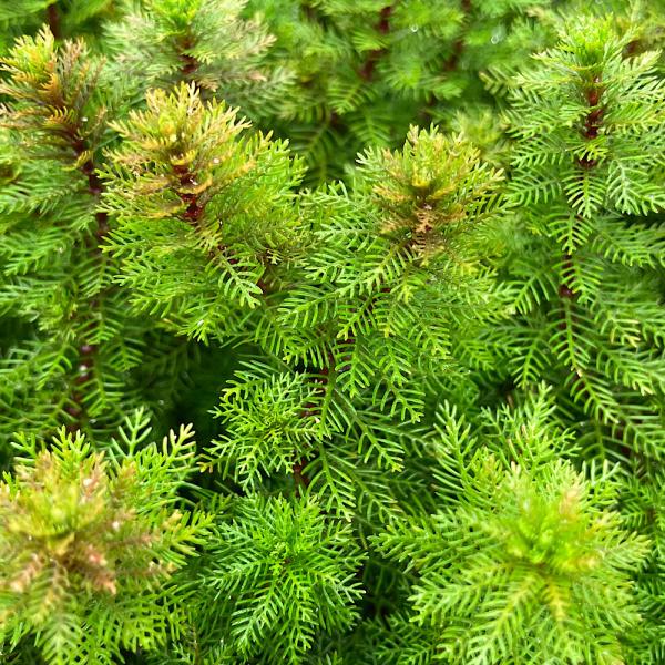 PF_SPQ　熱帯魚　Myriophyllum　水草　中景草　横に広がる　miriofi0515　wp_kywrd　20101205　YS　ミリオフィラム0621　r073rnte水草　saki27to09