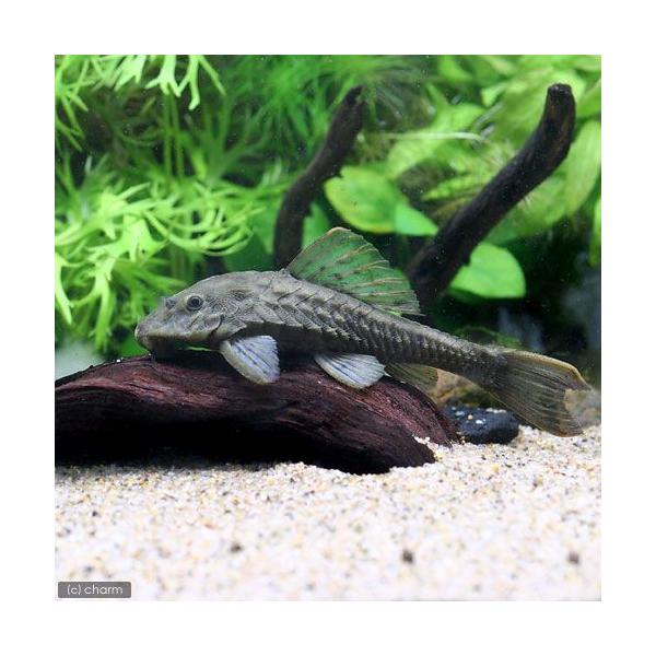 PF_SPQ　_aqua　sfset　熱帯魚・エビ他　プレコ　種類で選ぶ　アーマードプレコ　１匹　fish_database　プセウドリネレピス　トリム・マグナム系　特集　Ｌ１５２　Ｐｓｅｕｄｏｒｉｎｅｌｅｐｉｓ　ｓｐ．　オリノコアーマード...