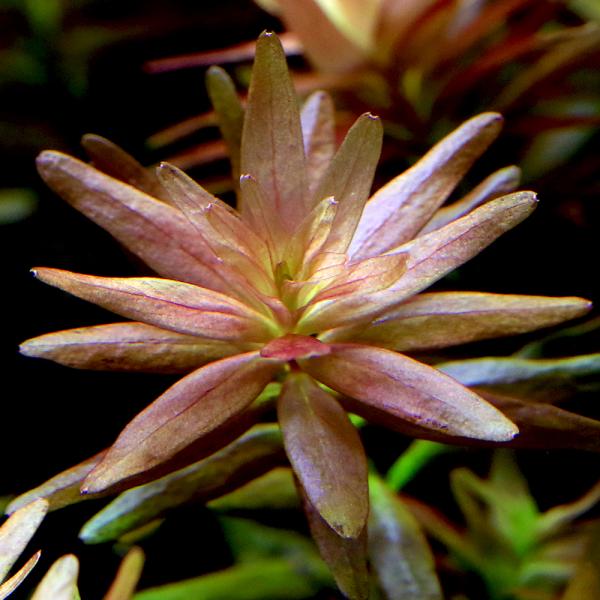 PF_SPQ　水草　後景草　赤い　赤系　ミソハギ　Lythraceae　科キカシグサ　Rotala　属Rotala　Flower　ロターラ　ロトンディフォリア　YT　kaijyo