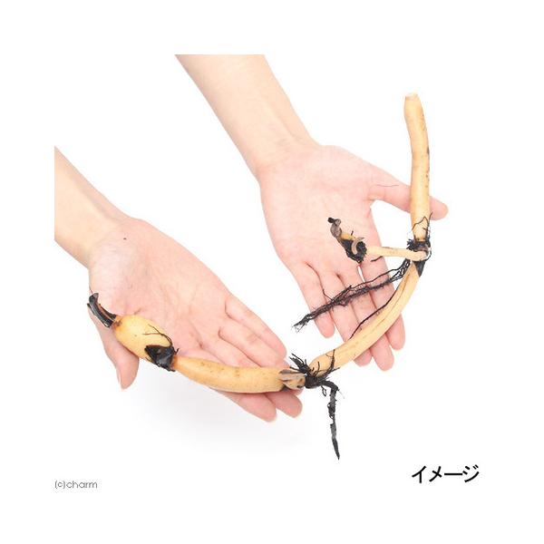 ビオトープ　ガーデニング　水辺植物　ハス　all_plants　sp_gardenハス　ハス各種　育て方　育成方法　栽培方法　斑蓮　ハンレン　AISHI　y26m01　2026tuuki　20260125