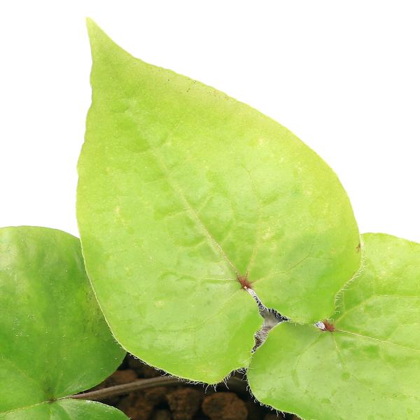 kotenplant　_gardening　育て方　育成方法　栽培方法　古典園芸　園芸　ガーデニング　山野草　盆栽　多年草　品種　種類　花　花苗　サイシン　細辛　カンアオイ　寒葵　アオイ　葵　ウマノスズクサ科　カンアオイ属　フタバアオイ節　...