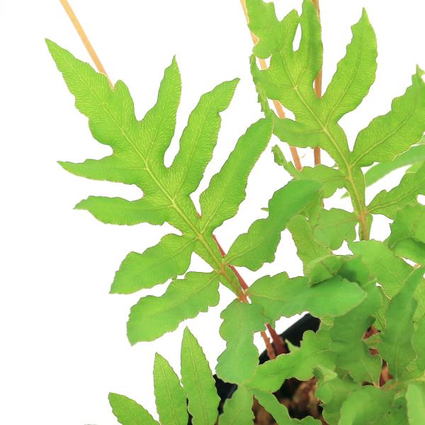 _gardening　観葉植物　園芸　ガーデニング　ビバリウム　テラリウム　パルダリウム　育て方　育成方法　栽培方法　草花盆栽　和盆栽　多年性　多年草　羊歯植物　シダ植物　シダ　ゼンマイ　薇　品種　種類　コウヤワラビ　高野蕨　Ｏｎｏｃｌｅａ...