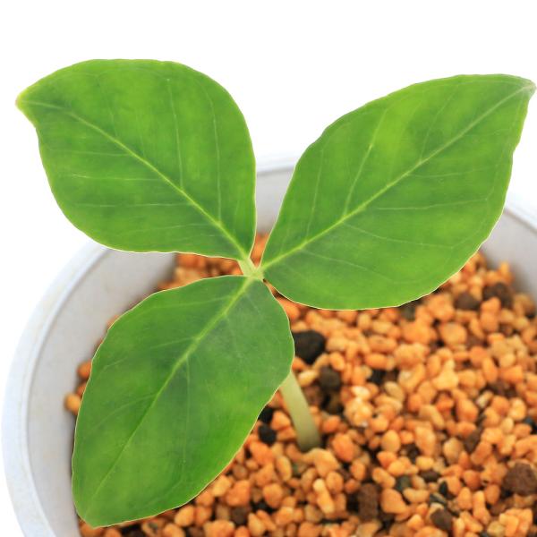 kotenplant　_gardening　ガーデニング　山野草　球根　植物　植物生体　ガーデニング生体　育て方　育成方法　栽培方法　盆栽　テンナンショウ　天南星　マムシソウ　マムシグサ　サトイモ科　Araceae　テンナンショウ属　Ａｒｉ...