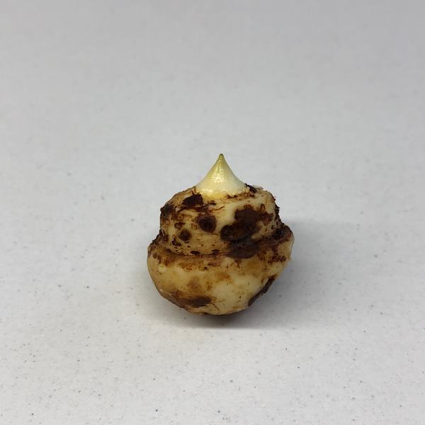 kotenplant　_gardening　ガーデニング　山野草　球根　植物　植物生体　ガーデニング生体　育て方　育成方法　栽培方法　盆栽　テンナンショウ　天南星　マムシソウ　マムシグサ　サトイモ科　Araceae　テンナンショウ属　Ａｒｉ...