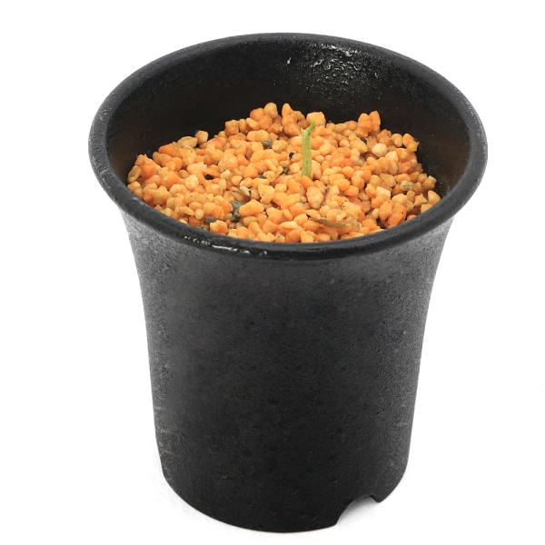 kotenplant　_gardening　ガーデニング　山野草　球根　植物　植物生体　ガーデニング生体　育て方　育成方法　栽培方法　盆栽　テンナンショウ　天南星　マムシソウ　マムシグサ　サトイモ科　Araceae　テンナンショウ属　Ａｒｉ...