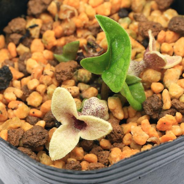 kotenplant　_gardening　育て方　育成方法　栽培方法　古典園芸　園芸　ガーデニング　山野草　盆栽　多年草　品種　種類　花　花苗　サイシン　細辛　カンアオイ　寒葵　アオイ　葵　ウマノスズクサ科　カンアオイ属　20240222...