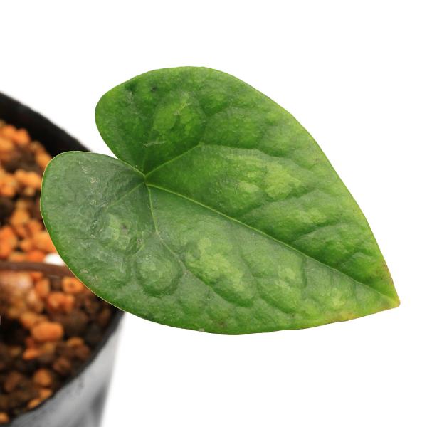 kotenplant　_gardening　育て方　育成方法　栽培方法　古典園芸　園芸　ガーデニング　山野草　盆栽　多年草　品種　種類　花　花苗　サイシン　細辛　カンアオイ　寒葵　アオイ　葵　ウマノスズクサ科　カンアオイ属 ナタデラカンアオ...