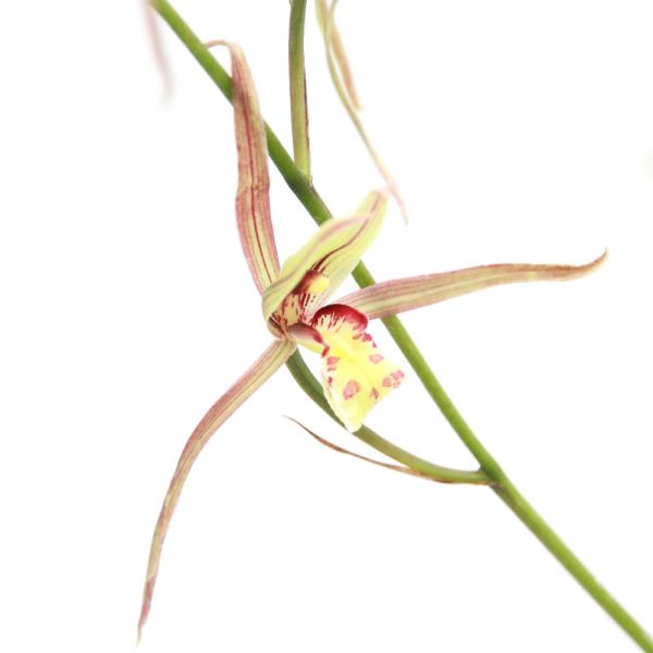 _gardening　ガーデニング　山野草　植物　植物生体　ガーデニング生体　育て方　育成方法　栽培方法　Ｃｙｍｂｉｄｉｕｍ　ｋａｎｒａｎ　シンビジウム　シンビジューム　ラン科シュンラン属　本州　東洋ラン　20241109　NMIYA　ｙ2...