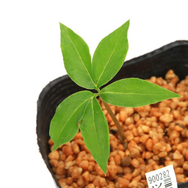 kotenplant　_gardening　ガーデニング　山野草　球根　蝮草　関東蝮草　カントウマムシグサ　テンナンショウ　マムシソウ　マムシグサ　植物　植物生体　ガーデニング生体　育て方　育成方法　栽培方法　盆栽　Ａｒｉｓａｅｍａ　ｍａｉ...