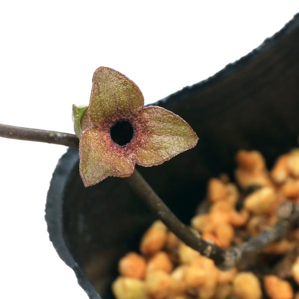 kotenplant　_gardening　育て方　育成方法　栽培方法　古典園芸　園芸　ガーデニング　山野草　盆栽　多年草　品種　種類　花　花苗　サイシン　細辛　カンアオイ　寒葵　アオイ　葵　ウマノスズクサ科　カンアオイ属　20240222...