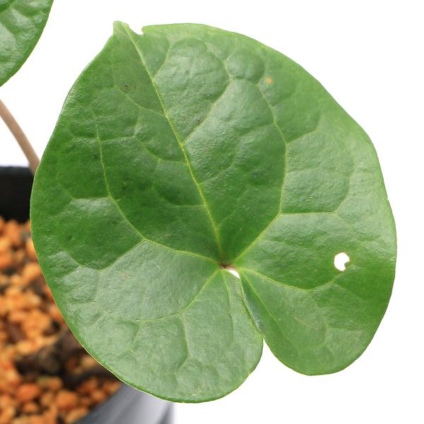 kotenplant　_gardening　育て方　育成方法　栽培方法　古典園芸　園芸　ガーデニング　山野草　盆栽　多年草　品種　種類　花　花苗　サイシン　細辛　カンアオイ　寒葵　アオイ　葵　ウマノスズクサ科　カンアオイ属　20240221...