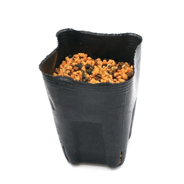 kotenplant　_gardening　育て方　育成方法　栽培方法　古典園芸　園芸　ガーデニング　山野草　盆栽　多年草　品種　種類　花　花苗　サイシン　細辛　カンアオイ　寒葵　アオイ　葵　ウマノスズクサ科　カンアオイ属　台湾産　2024...