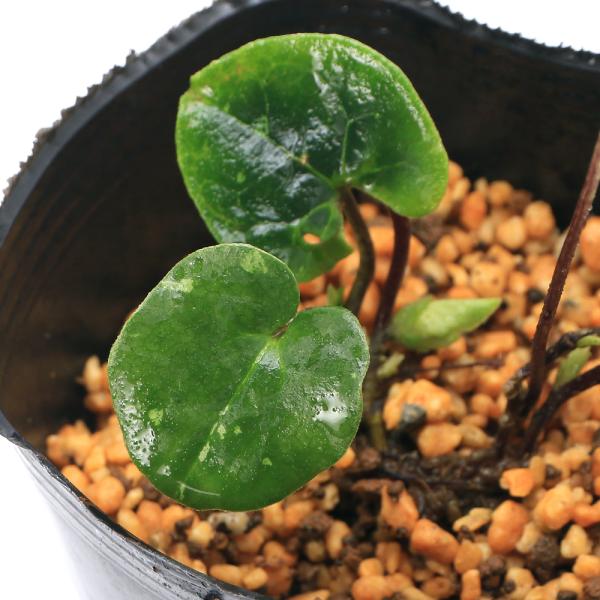 kotenplant　_gardening　育て方　育成方法　栽培方法　古典園芸　園芸　ガーデニング　山野草　盆栽　多年草　品種　種類　花　花苗　サイシン　細辛　カンアオイ　寒葵　アオイ　葵　ウマノスズクサ科　カンアオイ属　台湾産　Ａｓａｒ...